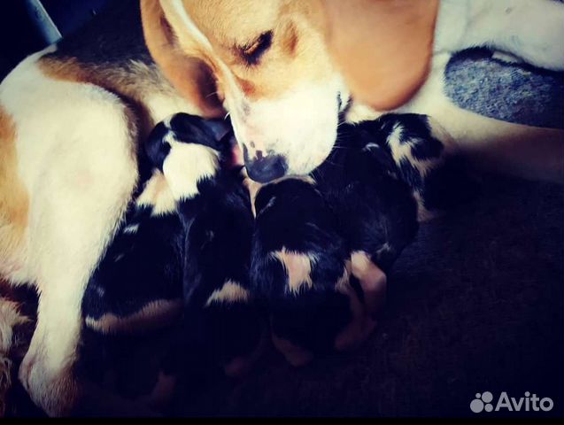 Эстонская гончая: щенки