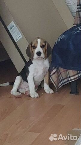 Щенок бигля 2.5 месяца + снаряжение