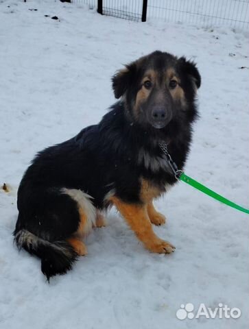 Маленькая собака в добрые руки