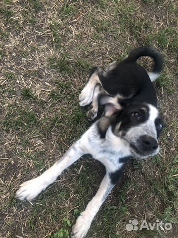 Щенок 4 месяца от крупных родителей. Отдаётся в Ча