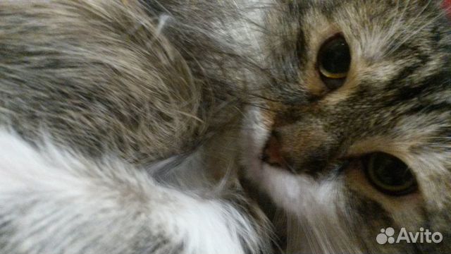 Котик Хома нуждается в доме