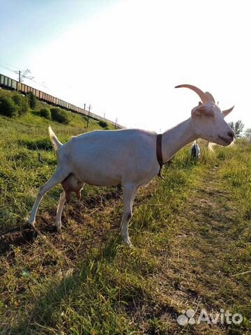 Коза дойная молочная