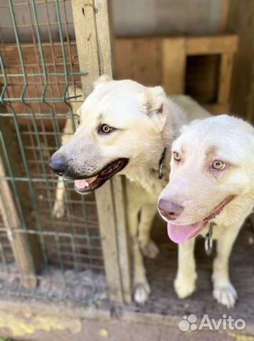 Алабай в добрые руки