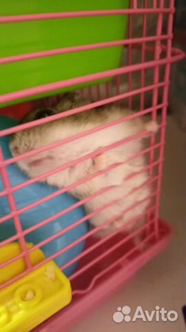 Хамяк с клеткой (джунгарик)