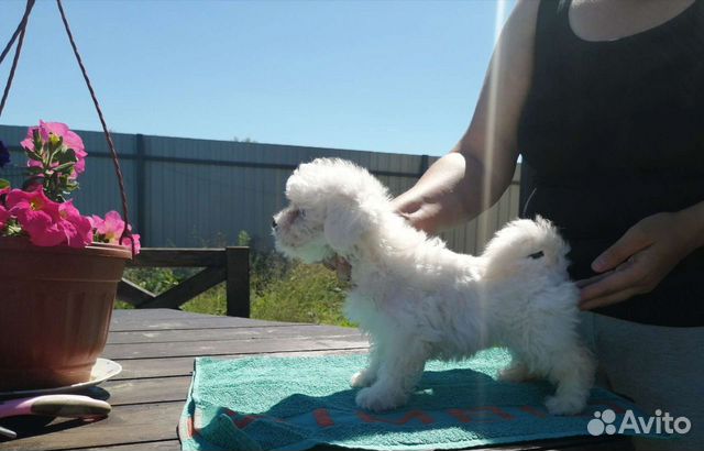 Бишончик девочка