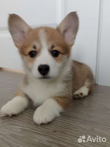 Вельш-корги пемброк щенки
