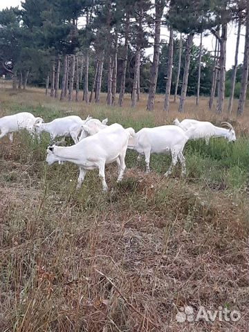 Козлята на мясо