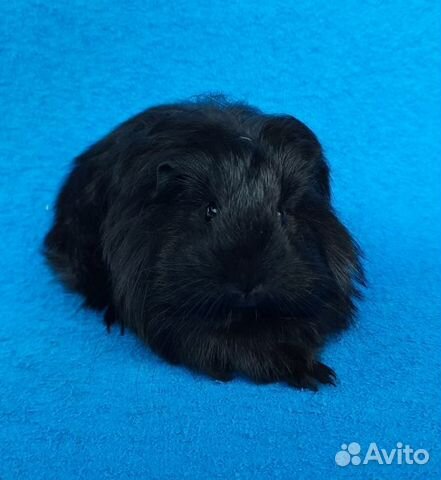 Морская свинка