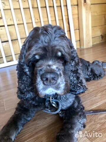 Американский коккер спаниель