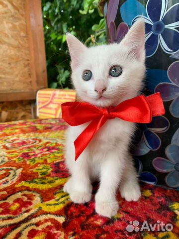 Миленкая кошечка ищет своих мампап