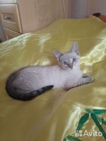 Котёнок тайского окраса