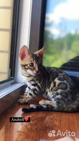 Бенгальская кошечка