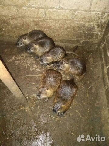 Нутрии самочки на развод