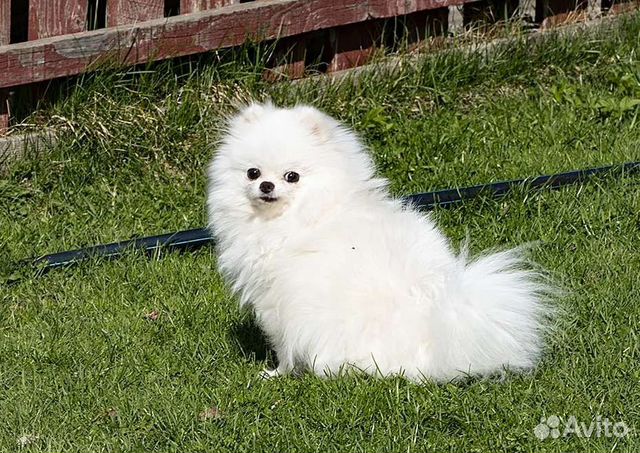 Молодая белая помераночка