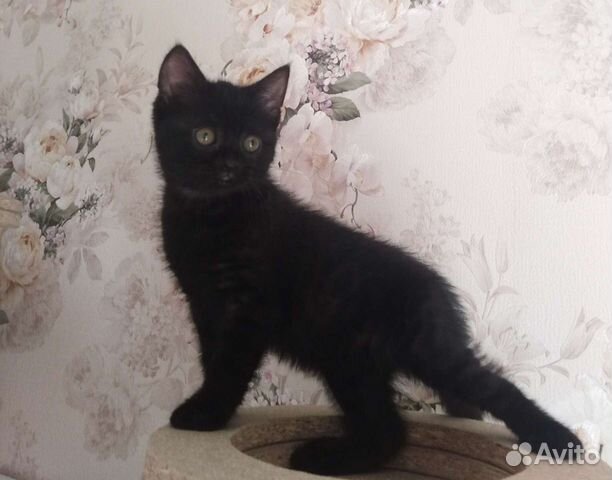 Котята шотландские