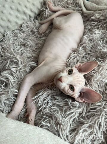 Девочка белая киса