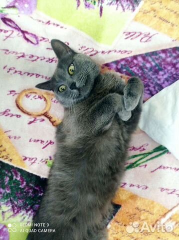 Кот очаровашка