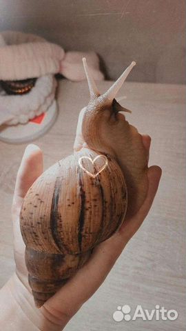 Улитка Ахатина ретекулята