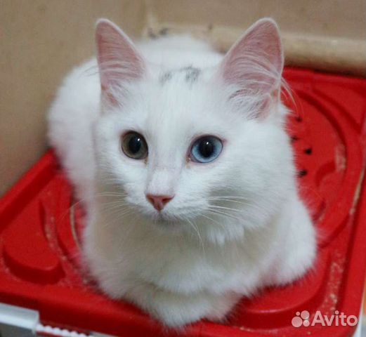 Нежный котенок Белочка., 4 месяца