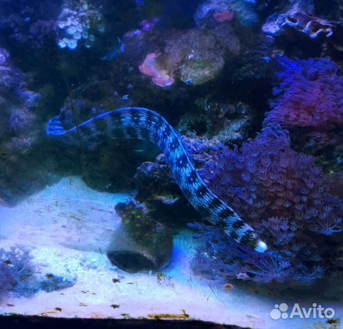 Рыбка Мурена