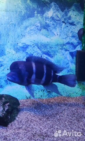 Аквариум