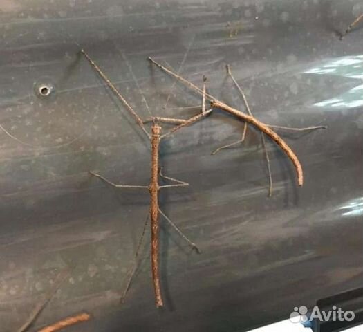 Палочник краснокрылый