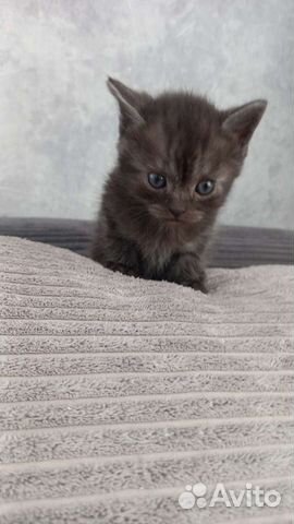 Британская кошка