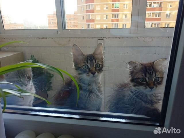 Вислохухие котята в добрые руки