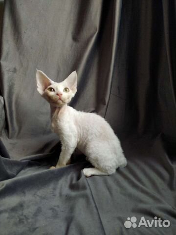 Малыш Беляшик девон-рекс