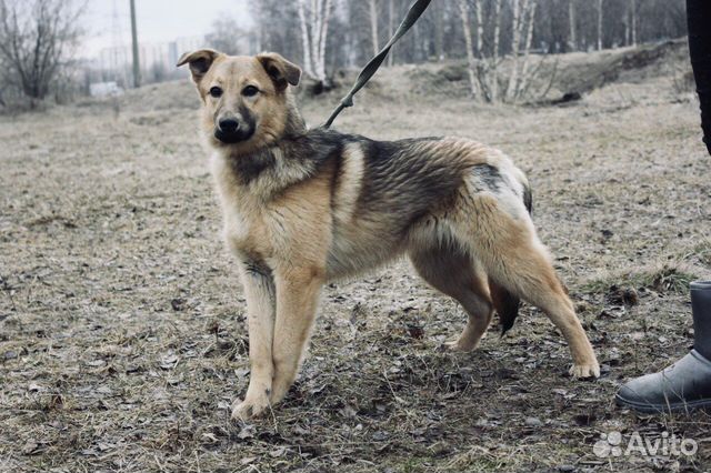 Щенок из приюта девочка