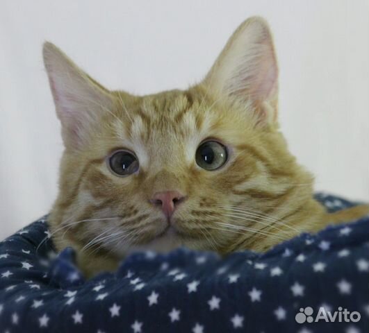 Котенок ласкуша Сёмушка, в дар в добрые руки