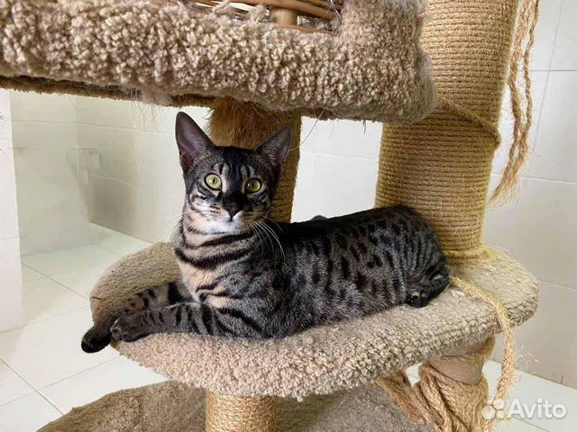 Египетская мау кошечка Фиона