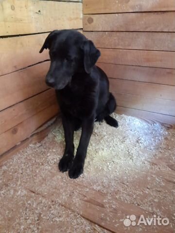 Очаровательная Киви, метис лабрадора