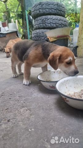 Найден щенок охотничьей породы