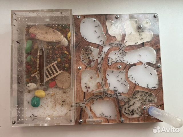 Муравьиная ферма с муравьями