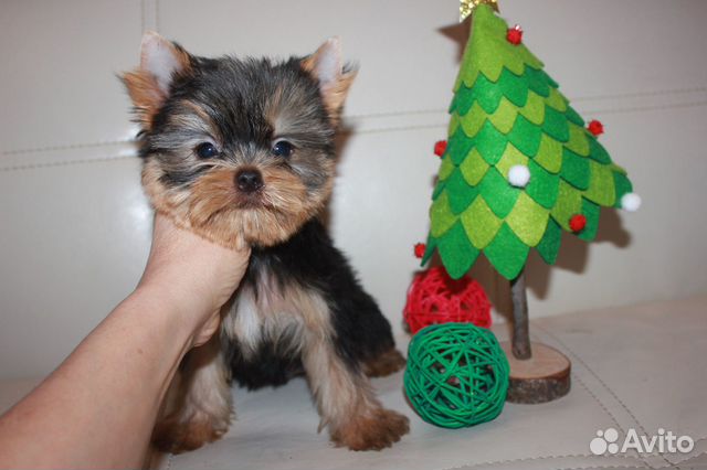 Красавчик мальчик йорик 2,5 мес с документами