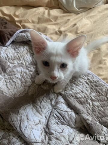 Котенок, девочка, метис ангоры