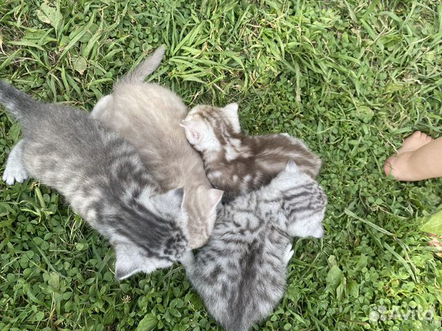 Британские котята