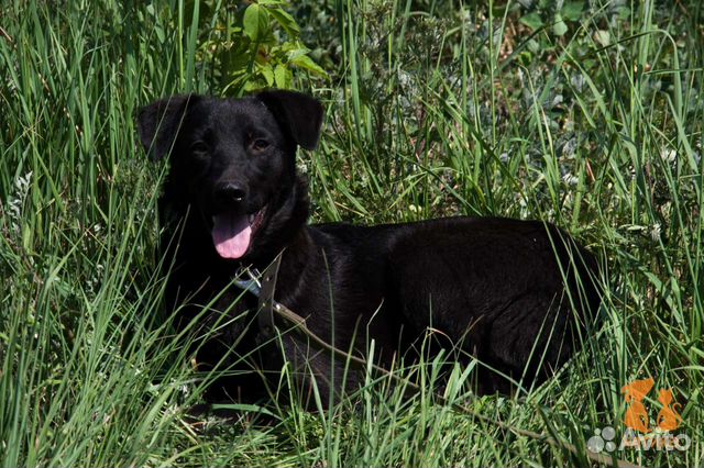 Гретта ищет дом