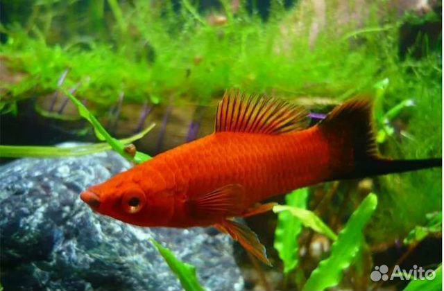 Меченосец и три Тернеции