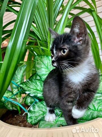 Котята Вики и Мики