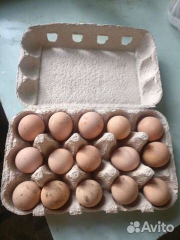 Яйца инкубационные цисарка Цисарки 6 шт
