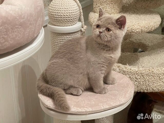 Британсий котенок окраса фавн