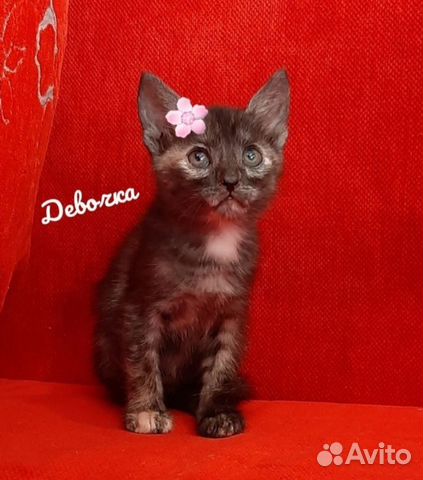 Черепашка"-Соня в добрые руки