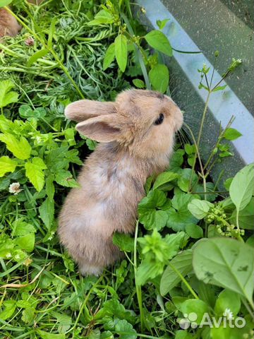 Кролики декоративные