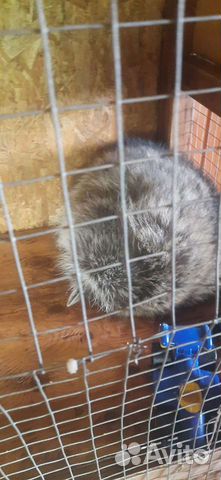 Енот с клеткой