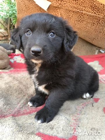 Щенок в добрые руки