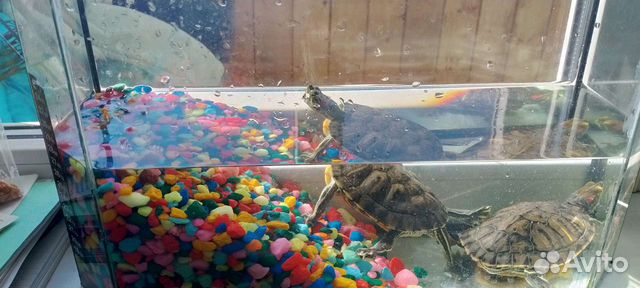 Черепахи с аквариумом