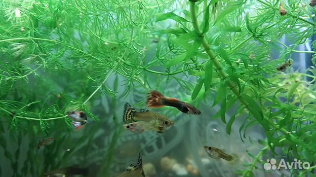 Рогалистник, гуппи, ампулярии