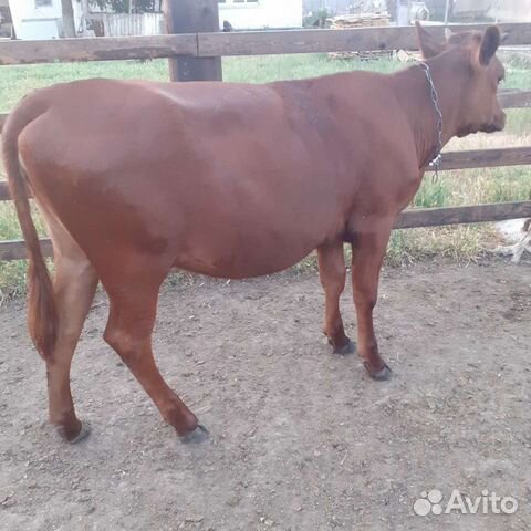 Годовалая тёлка